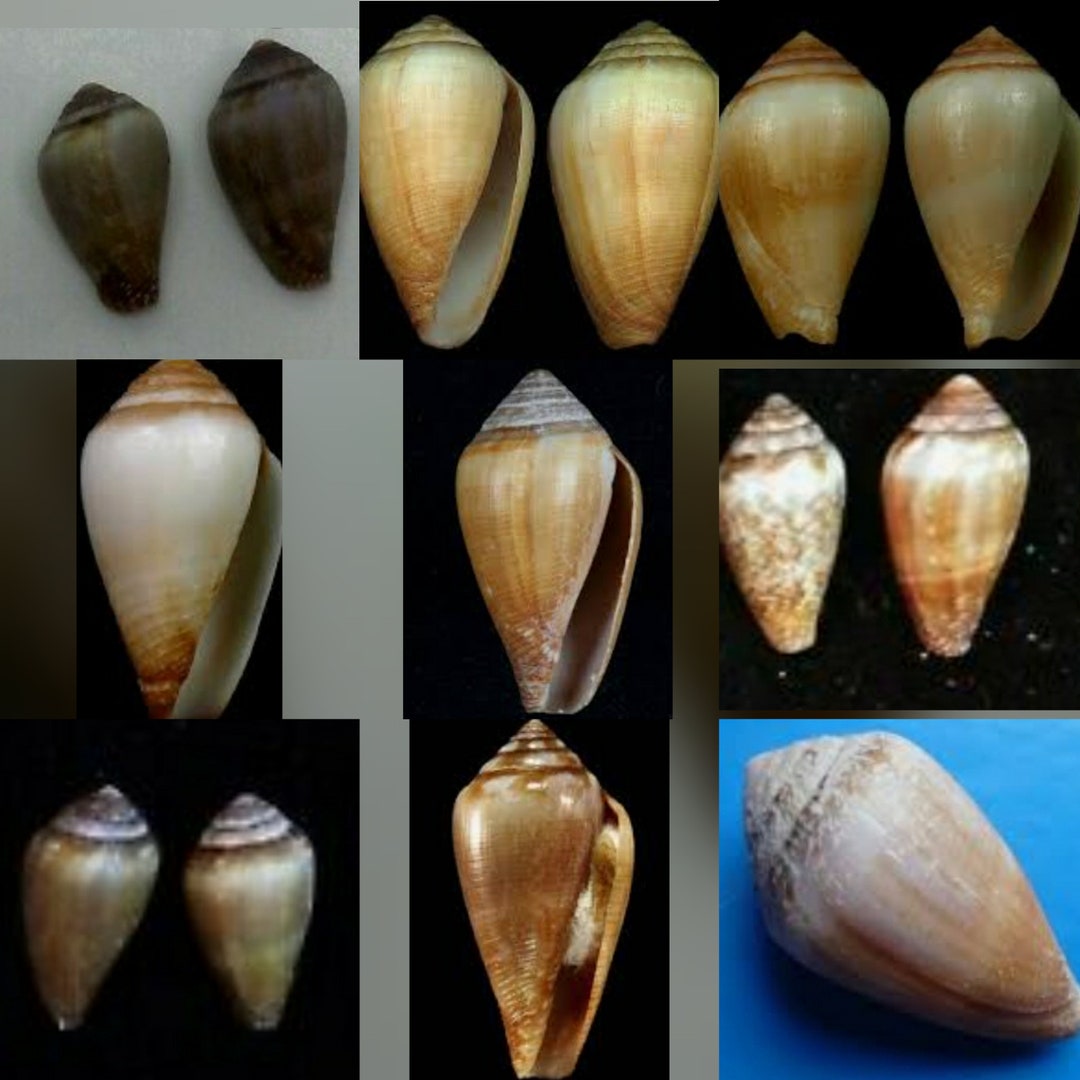Californiconus (conus) Californicus Specimen (smaller Sized) - Etsy
