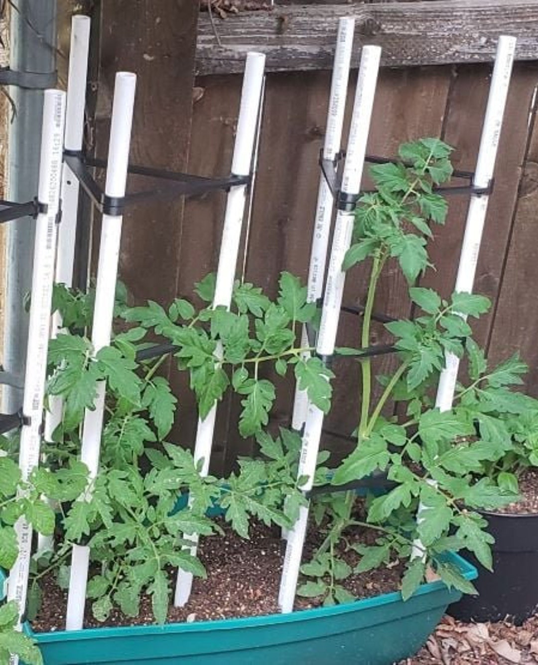 Tomato Cage Frame | 3D Printed Plant Propagation (PR-14) - Etsy
