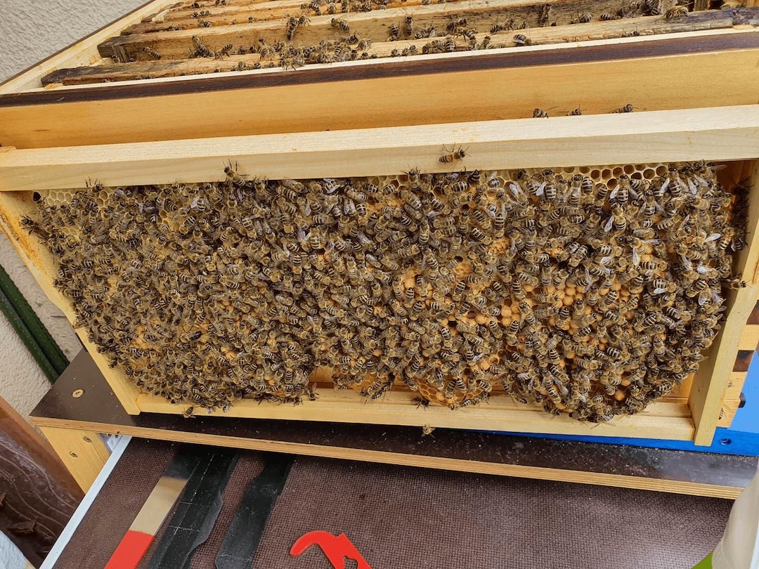 Flow Hive Frame Hanger | 3D Printed Flow Hive Accessories | Beekeeping ...