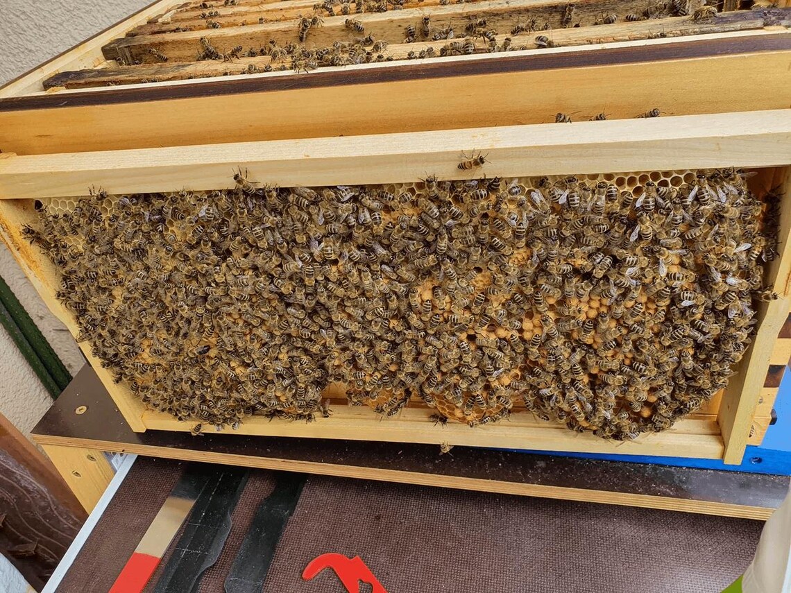 Flow Hive Frame Hanger | 3D Printed Flow Hive Accessories | Beekeeping ...