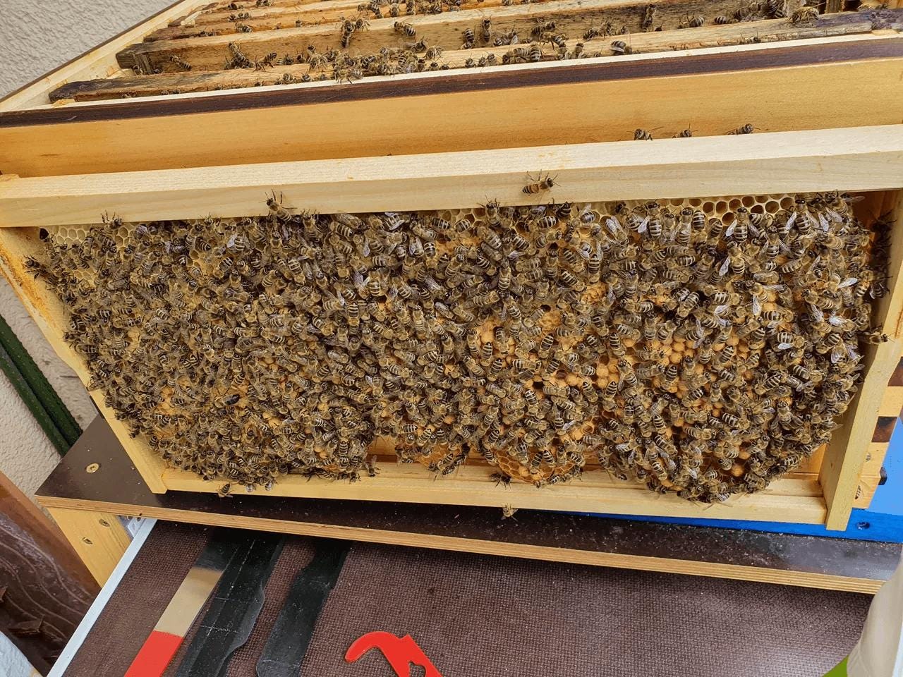 Flow Hive Frame Hanger | 3D Printed Flow Hive Accessories | Beekeeping ...