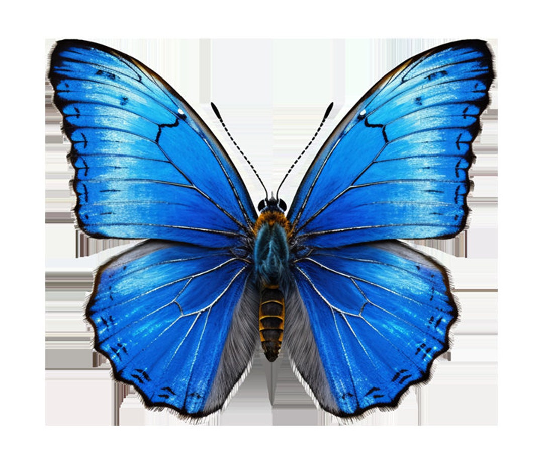 Adonis Blue Butterfly Digital Download - High-resolution PNG on ...
