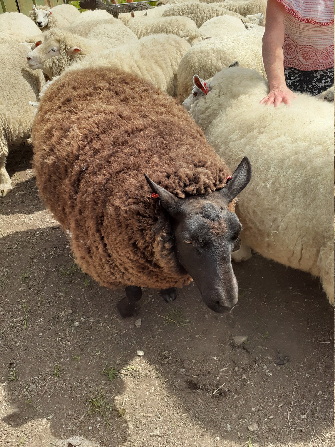 Washed Jacob /dorset Cross Fleece - Etsy