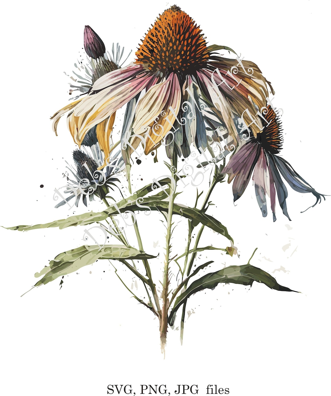 Watercolor Coneflower Clipart: Echinacea Floral Graphic (PNG, JPG, SVG ...