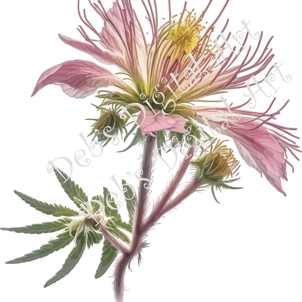 Prairie Smoke Flower - Etsy