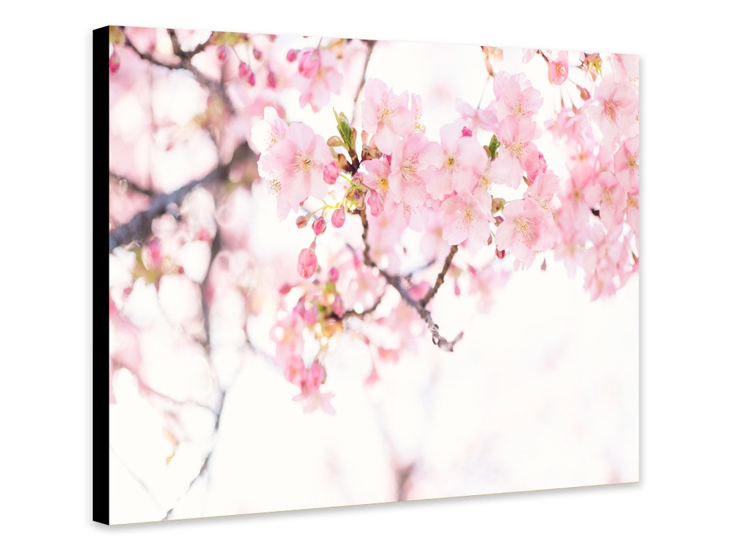 Cherry Tree Blossom - Pink Flower - Wrapped Framed Canvas - Rolled ...