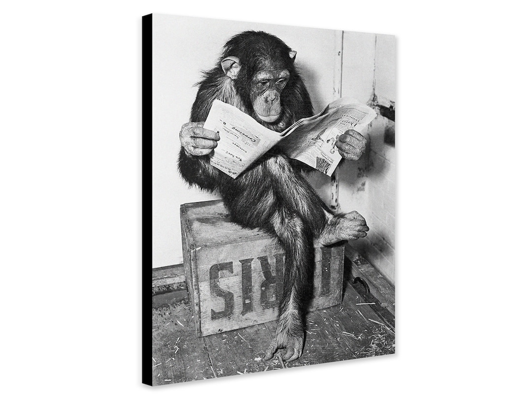 Chimpanzee Reading Newpaper - Funny Art - Wrapped Frame Canvas - Rolled ...