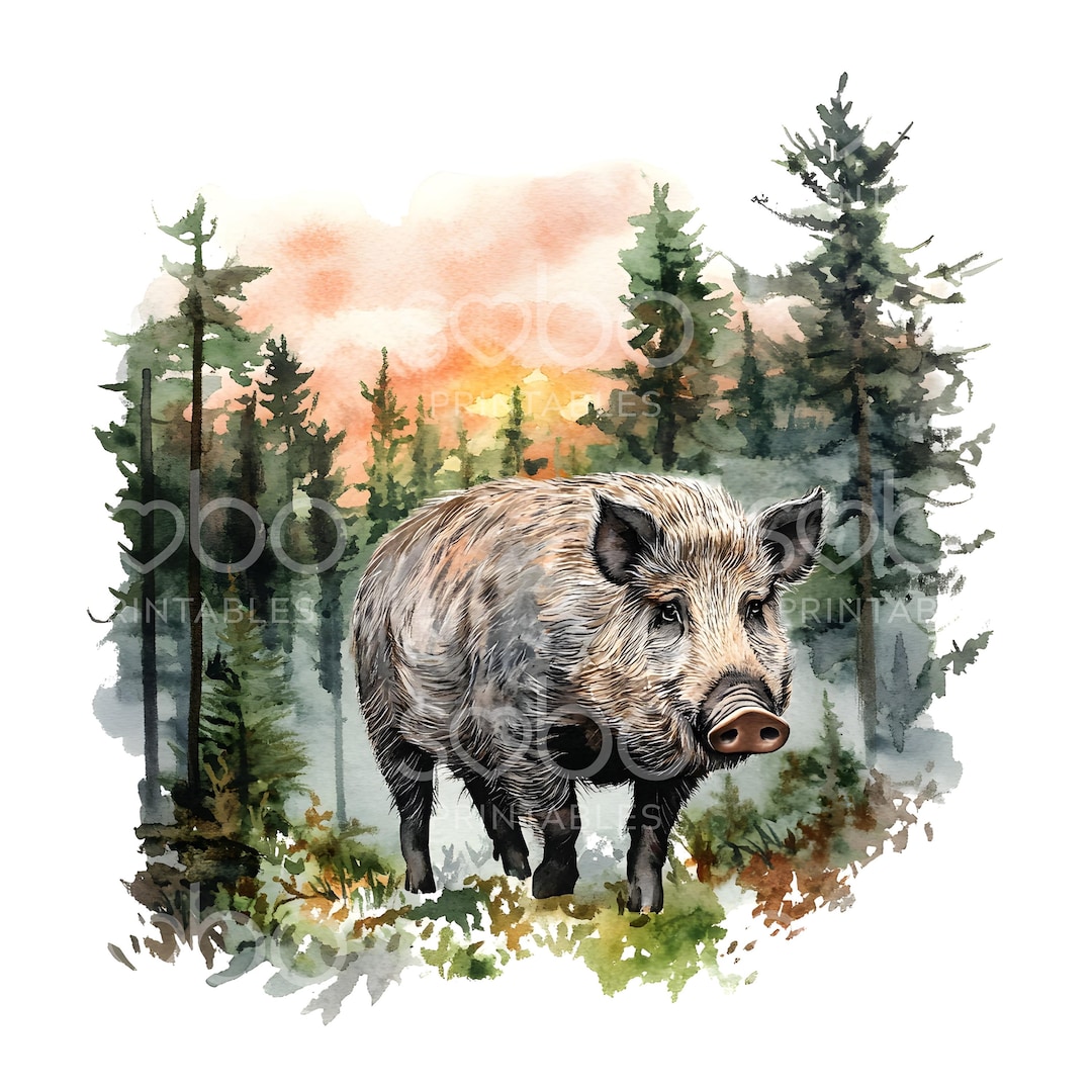 20 Wild Boar Forest Sunset, Nature Wildlife, High Quality Jpgs ...