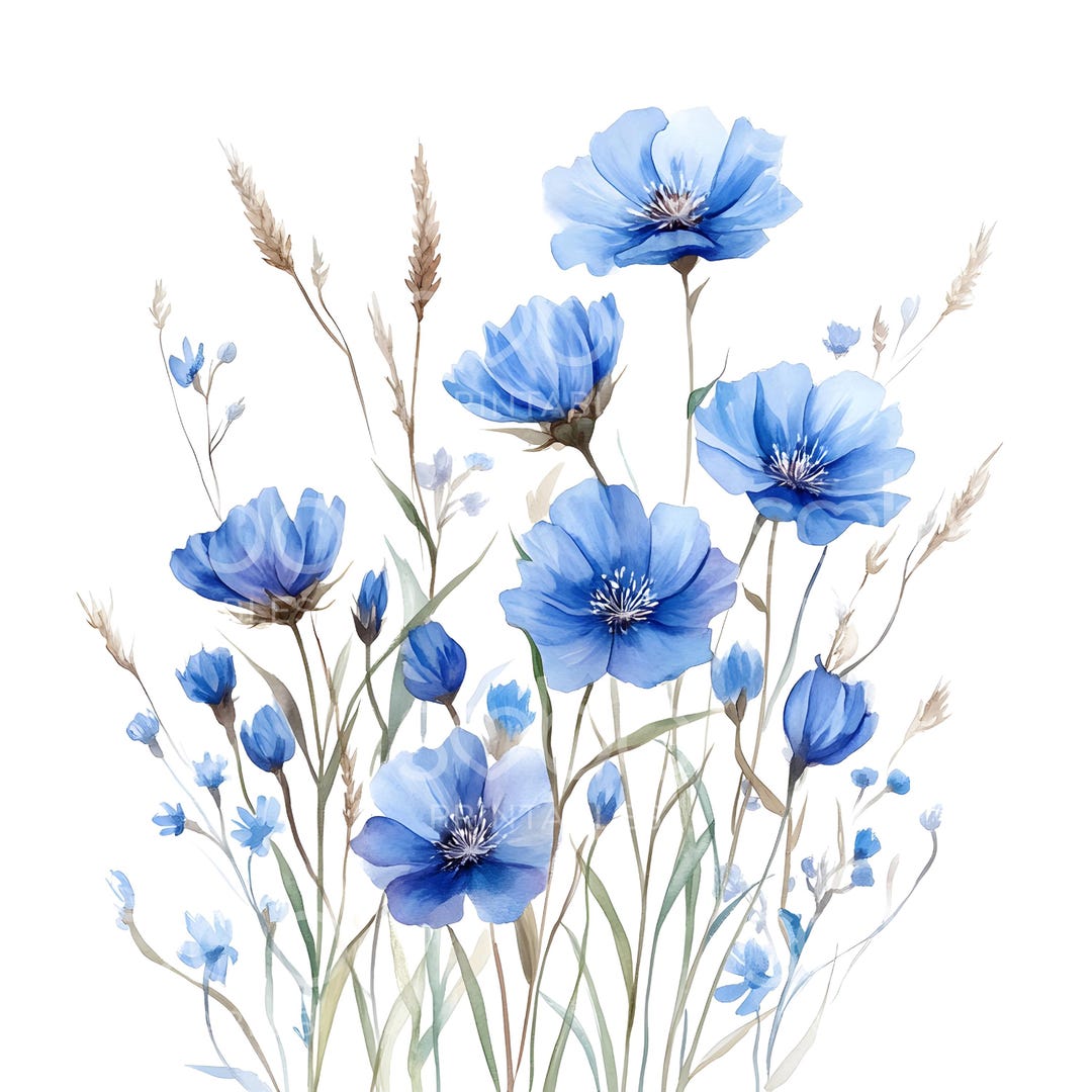 30 Cornflowers Clipart, Blue Cornflowers, Floral Cornflowers Wall Art ...