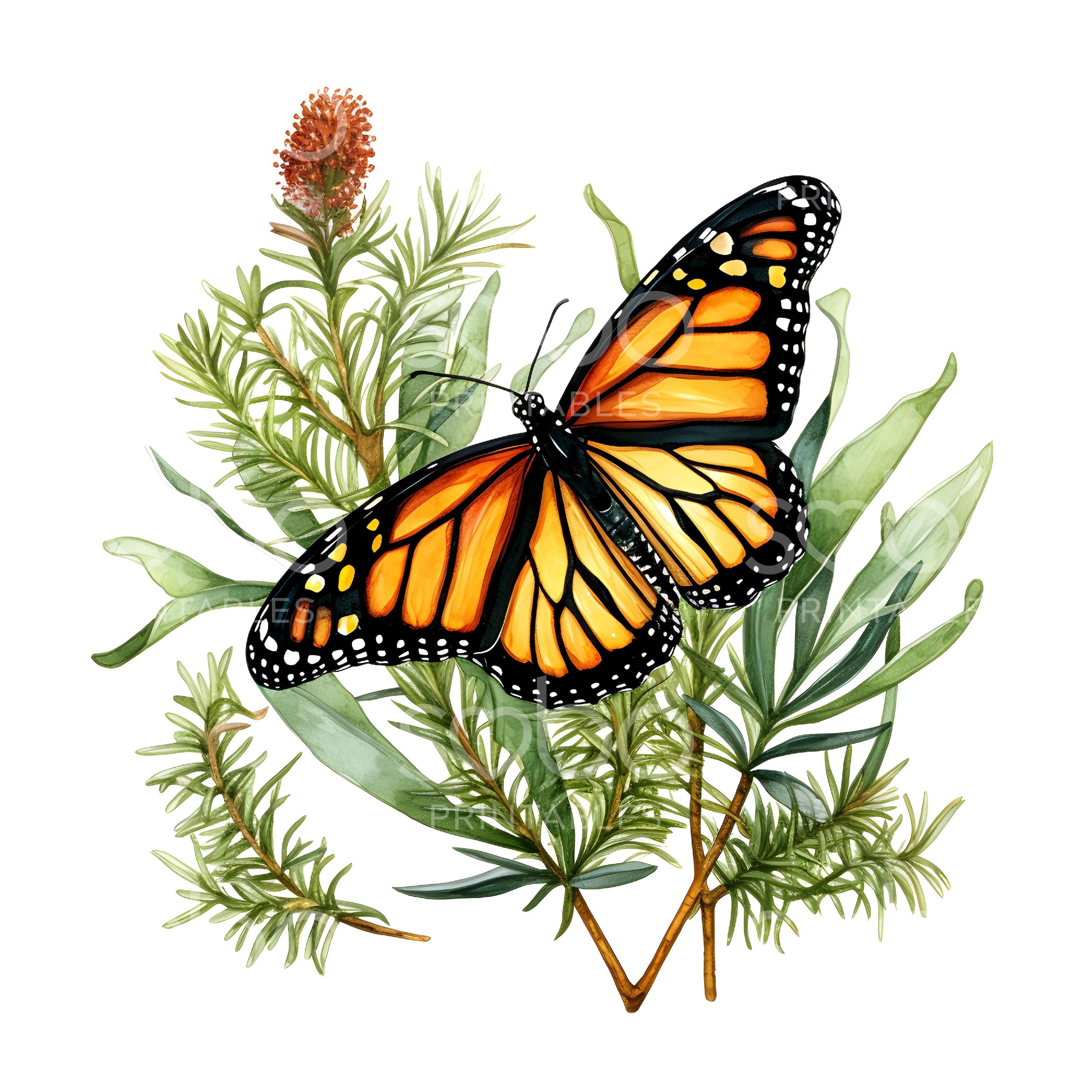 22 Monarch Butterfly Clipart, Floral Butterfly, Printable Watercolor ...