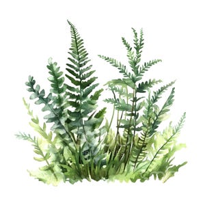 26 Forest Fern Leaves Clipart, Fern Forest, Foliage Art, Printable ...