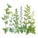 25 Kitchen Herbs Clipart, Culinary Herbs, Kitchen Art, Lavender, Basil ...