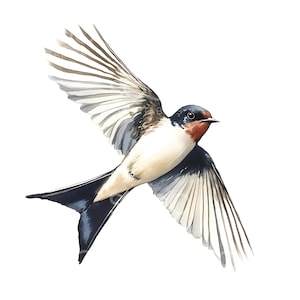 20 Swallow Bird Clipart, Swallow Birds Art, Watercolor Printable Art ...