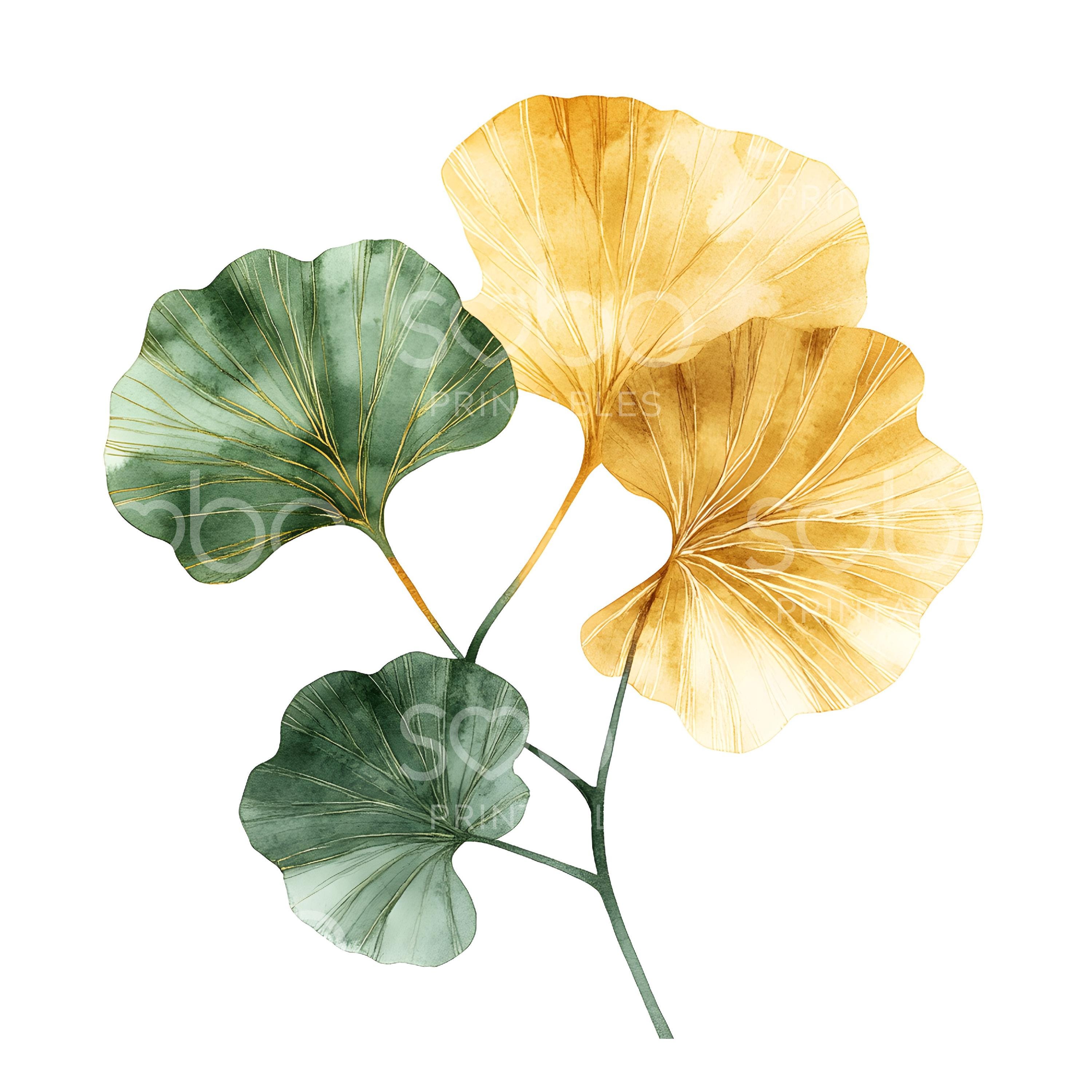 24 Gingko Leaf Clipart, Japanese Leaf, Gingko Leaf, Watercolor Clipart ...