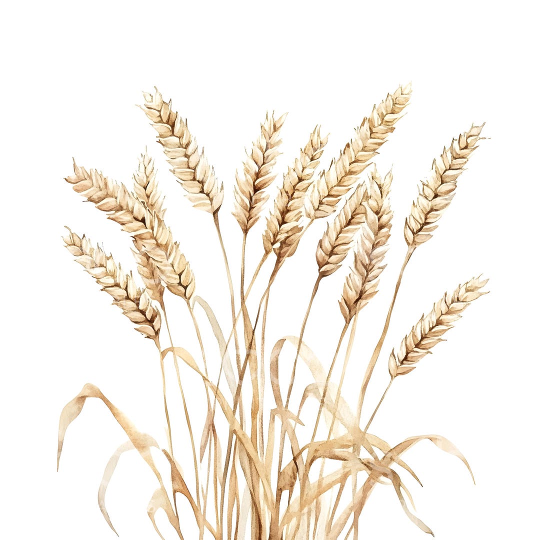 30 Boho Wheat Barley Stalks Clipart, Wall Art, Printable Watercolor ...
