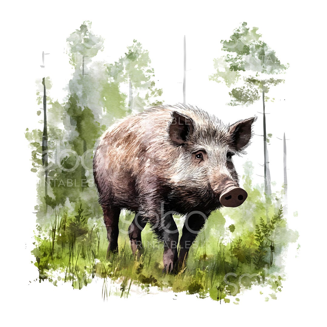 21 Wild Boar Forest Clipart, Nature Wildlife, High Quality Jpgs ...