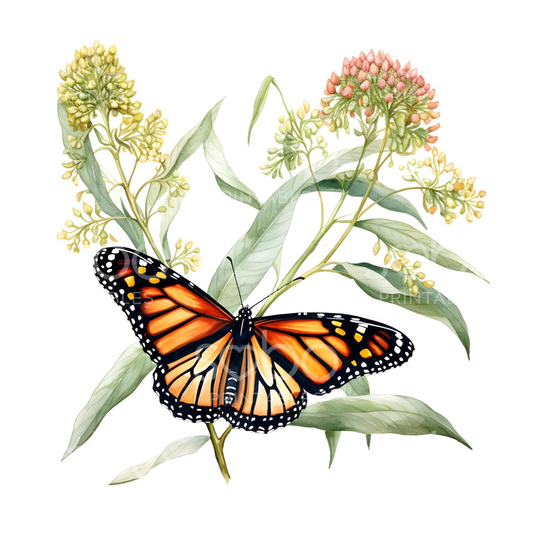 22 Monarch Butterfly Clipart, Floral Butterfly, Printable Watercolor ...