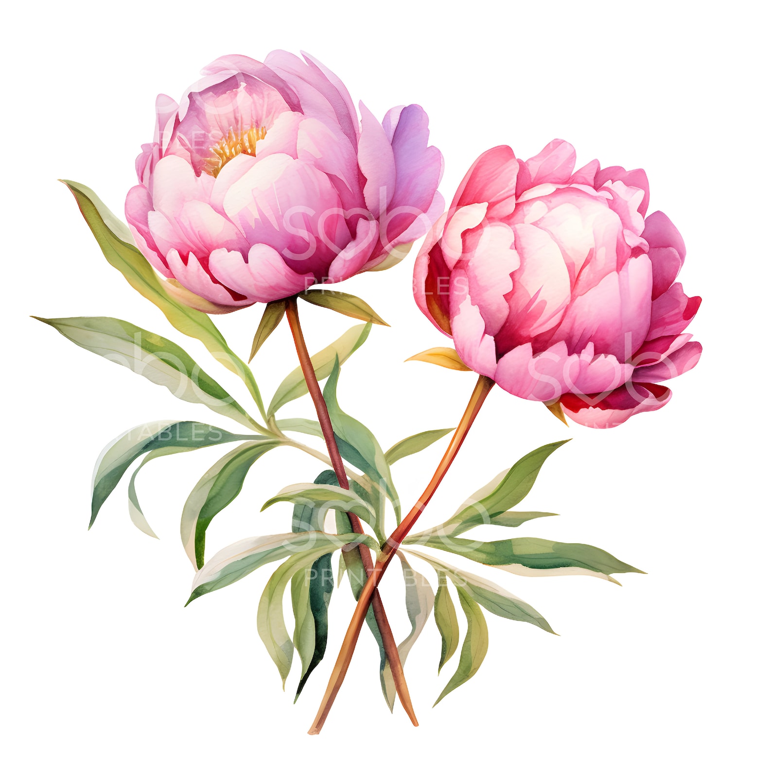 20 Peonies Bouquet Clipart, Peonies Print, High Quality Jpgs, Printable ...