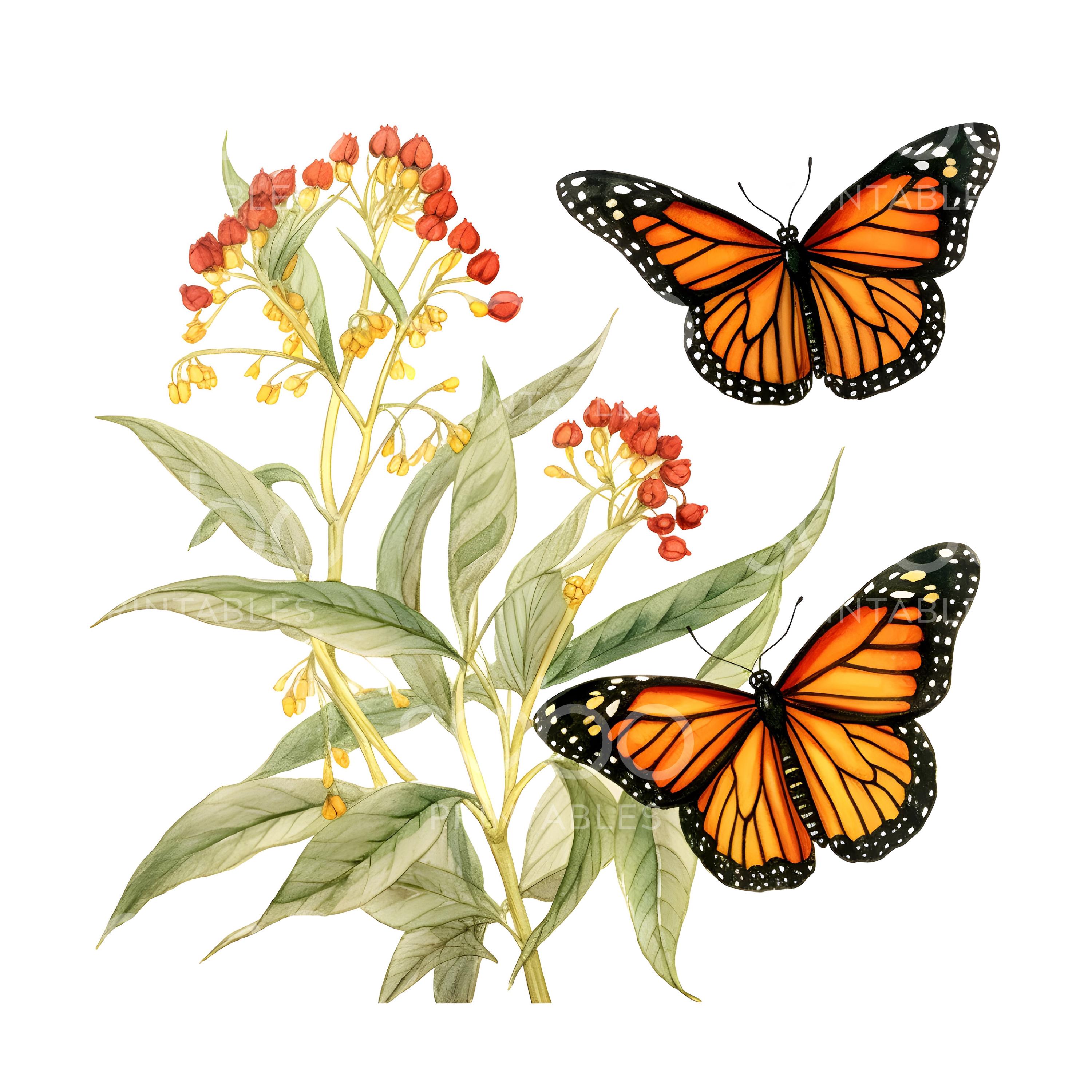 22 Monarch Butterfly Clipart, Floral Butterfly, Printable Watercolor ...