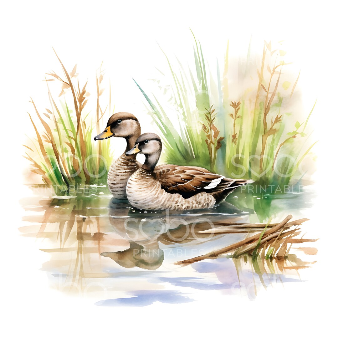 20 Ducklings on a Pond Clipart, High Quality Jpgs, Digital Planner ...