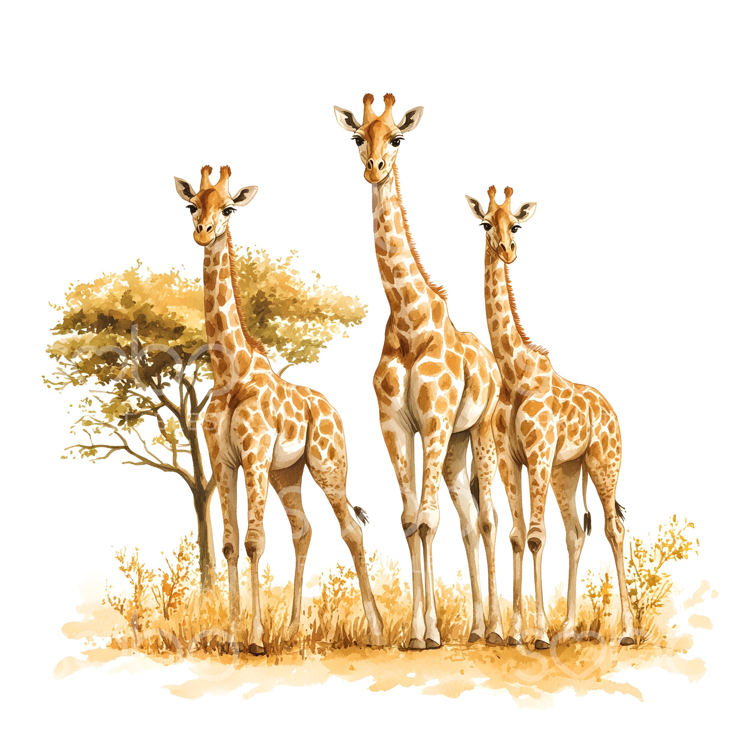 31 African Giraffes Clipart, Watercolor Giraffe, Cute Safari Animals ...