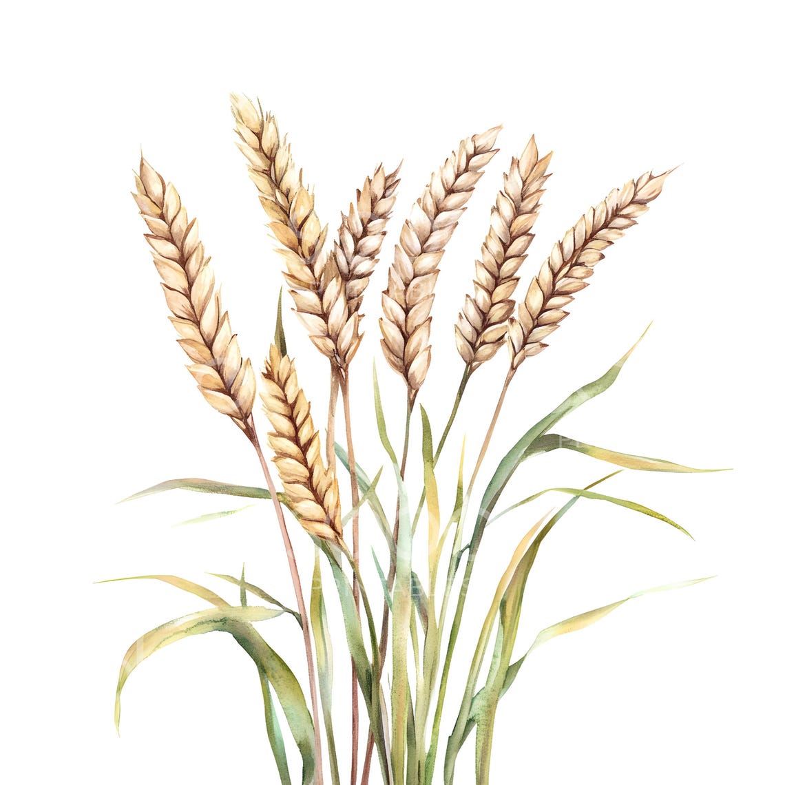 30 Boho Wheat Barley Stalks Clipart, Wall Art, Printable Watercolor ...