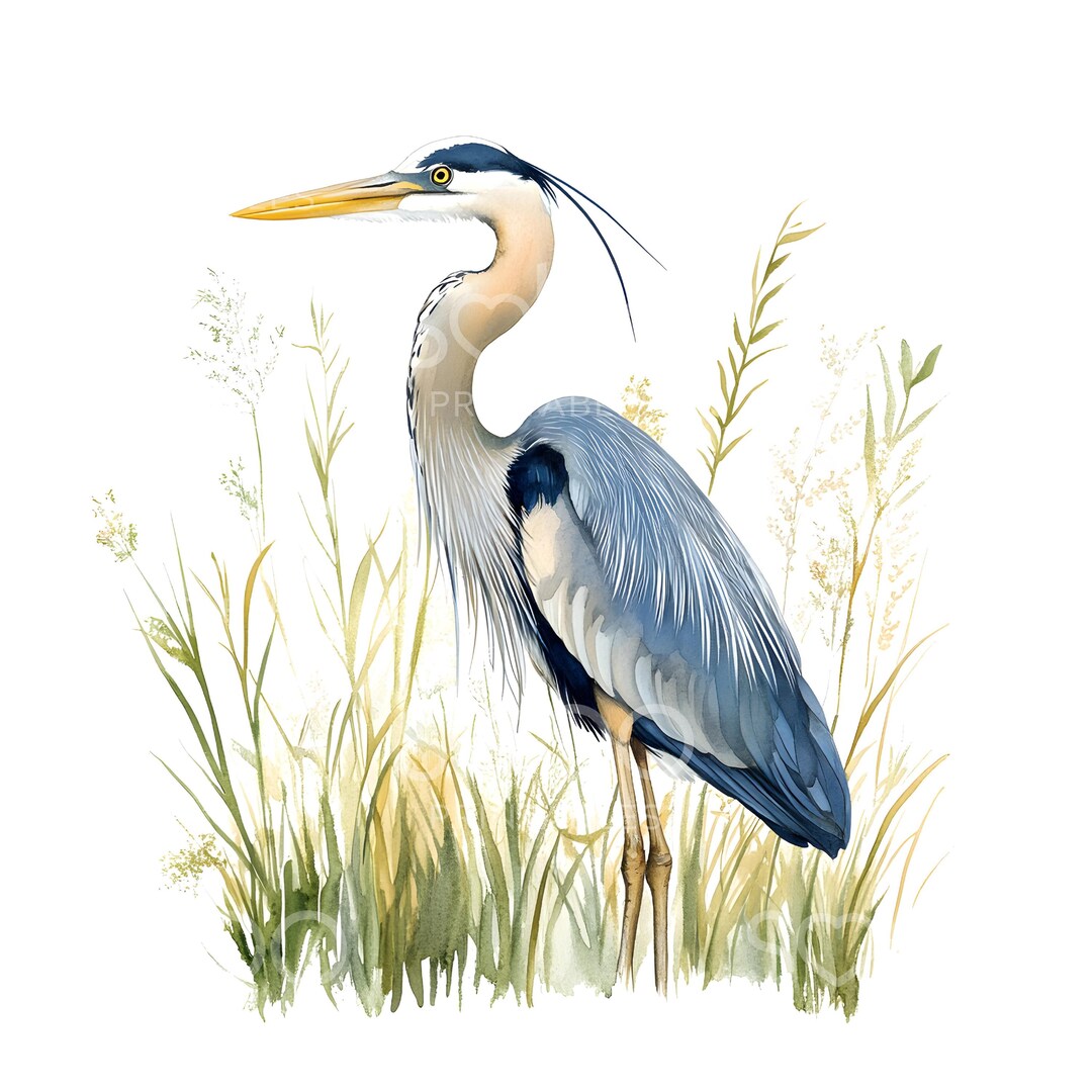 28 Blue Heron Bird Clipart, Nature Wildlife, High Quality Jpgs ...