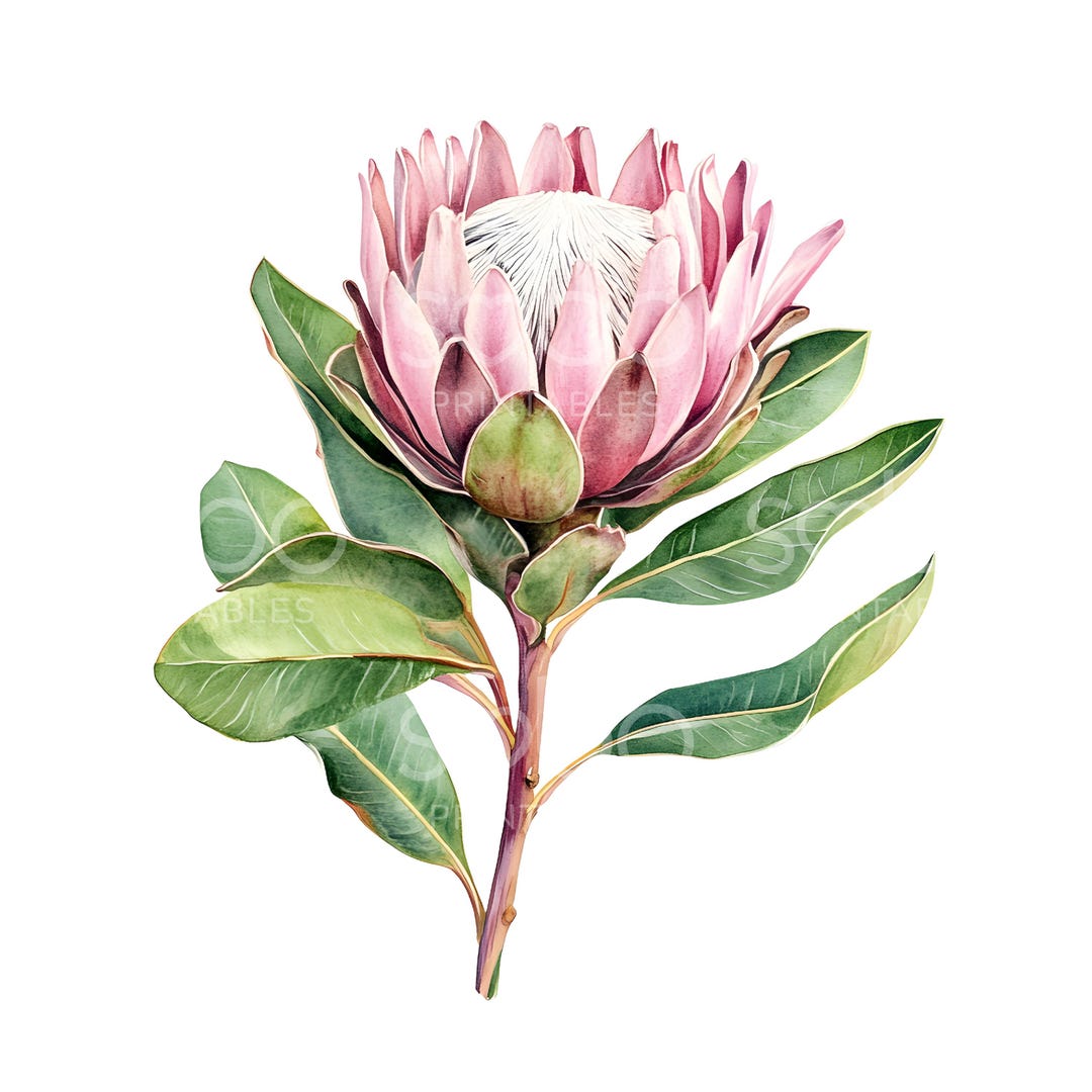 18 Protea Flower Clipart, Printable Watercolor King Protea Flower, High ...