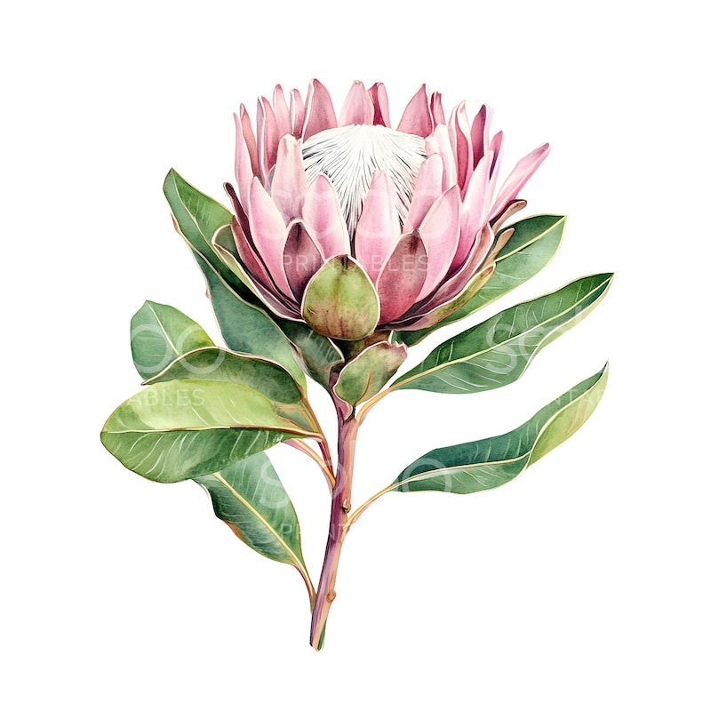 King Protea Flower Art - Etsy