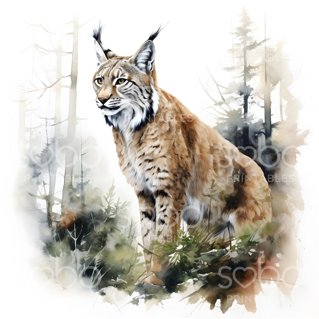 16 Lynx Clipart, Lynx in Forest, Animals, Printable Watercolor Clipart ...