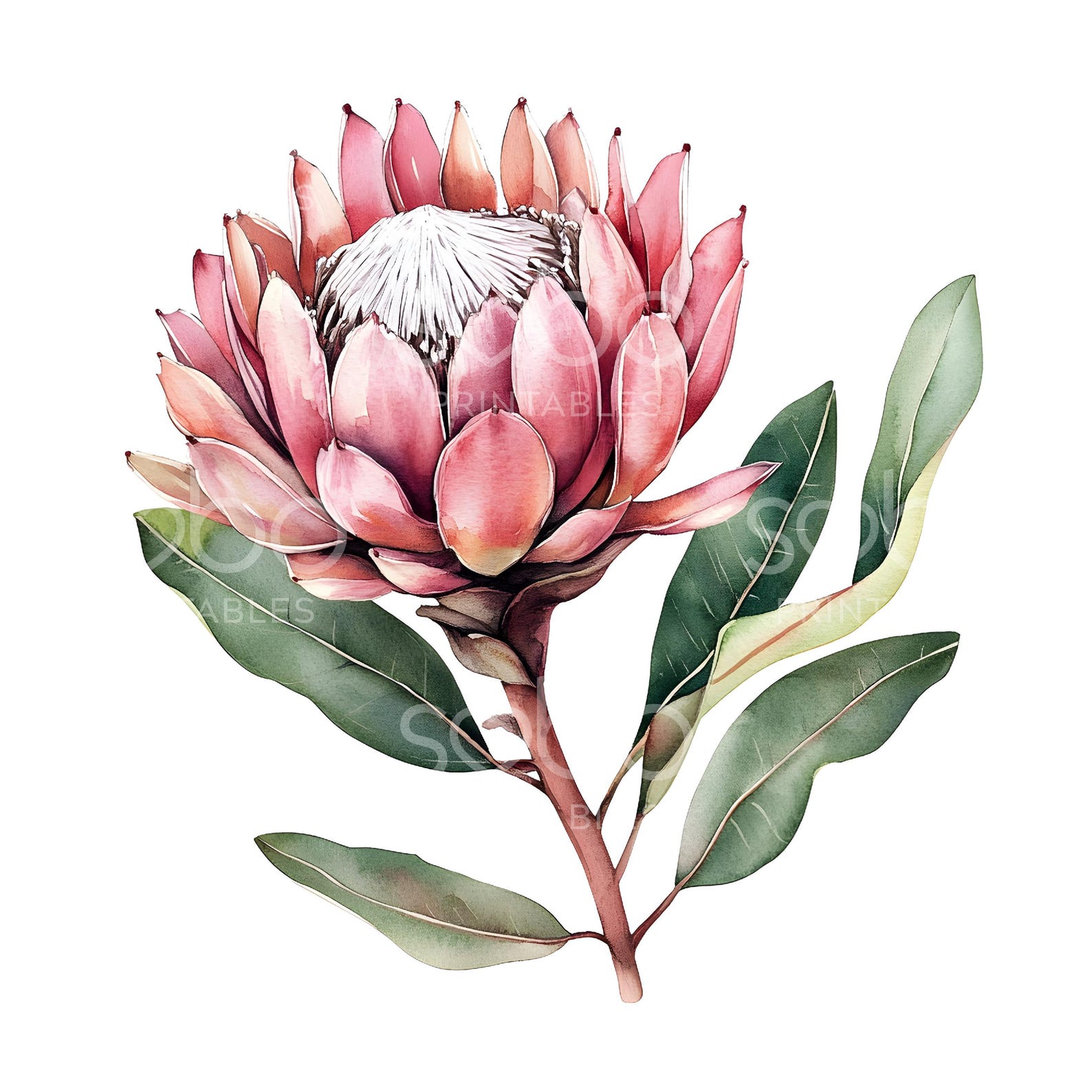 18 Protea Flower Clipart, Printable Watercolor King Protea Flower, High ...