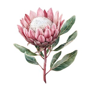 18 Protea Flower Clipart, Printable Watercolor King Protea Flower, High ...