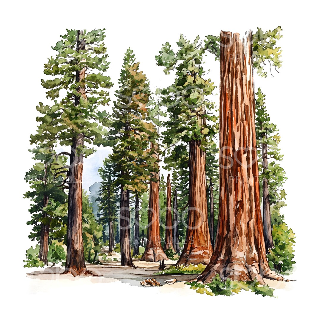 21 Giant Sequoia Trees Clipart, Sequoia Forest Art, Printable ...
