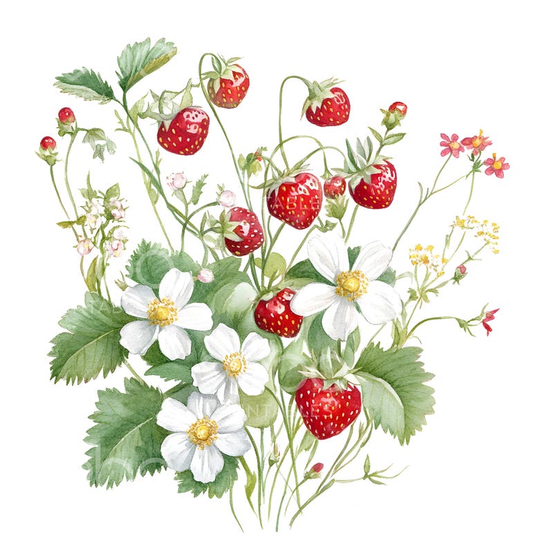 20 Wild Strawberries Clipart, Forest Berries, Fresh Strawberry ...