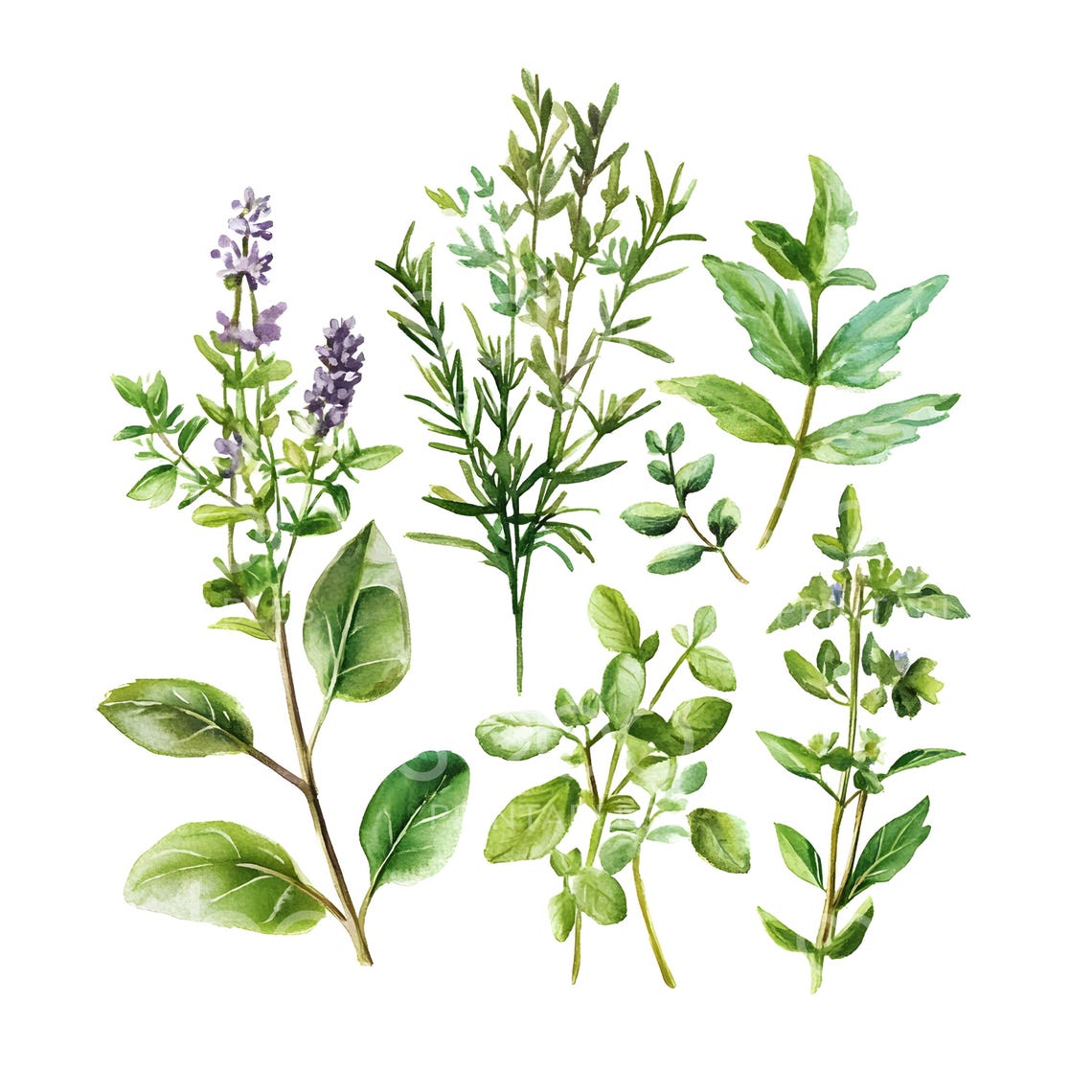 25 Kitchen Herbs Clipart, Culinary Herbs, Kitchen Art, Lavender, Basil ...