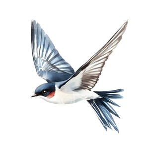 20 Swallow Bird Clipart, Swallow Birds Art, Watercolor Printable Art ...