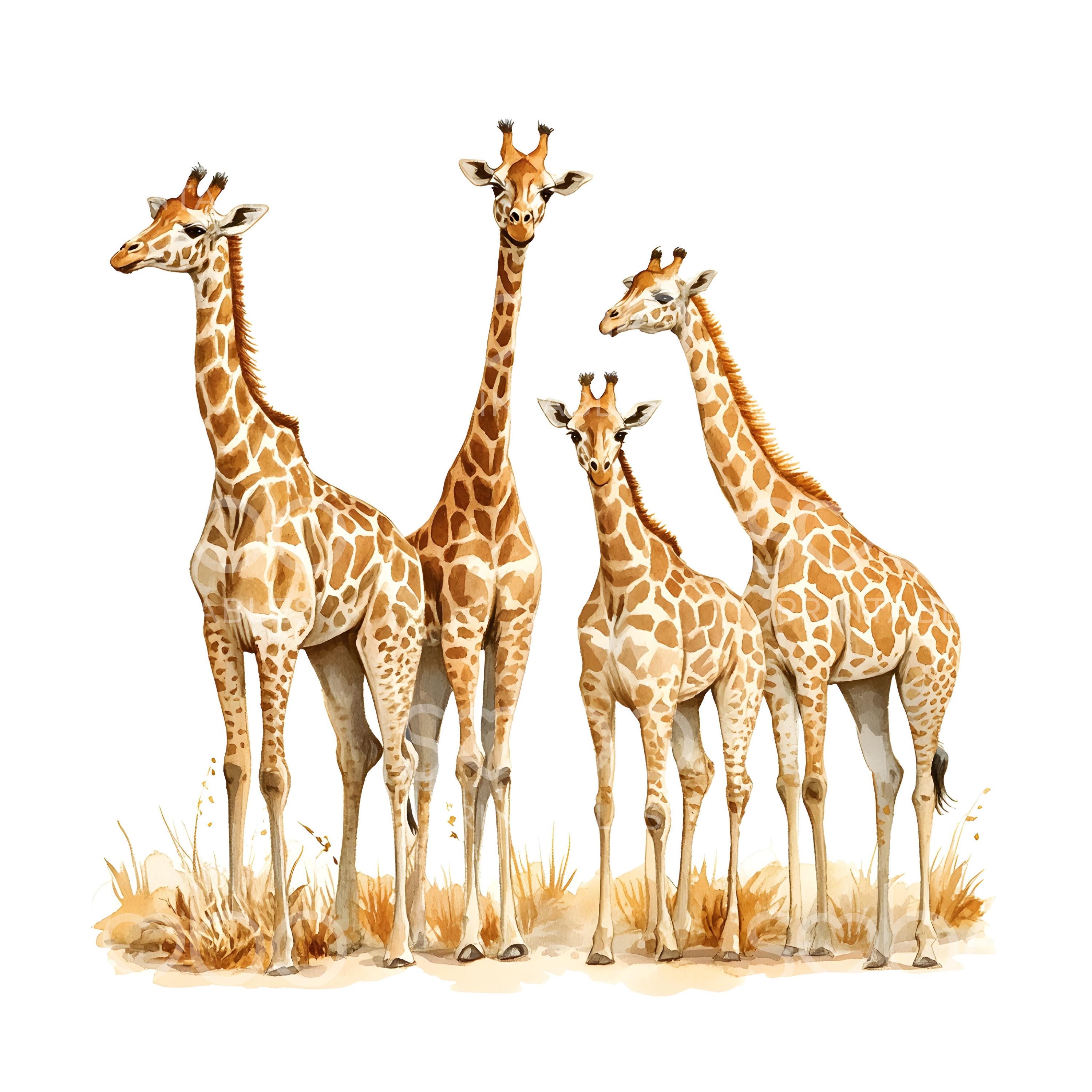31 African Giraffes Clipart, Watercolor Giraffe, Cute Safari Animals ...