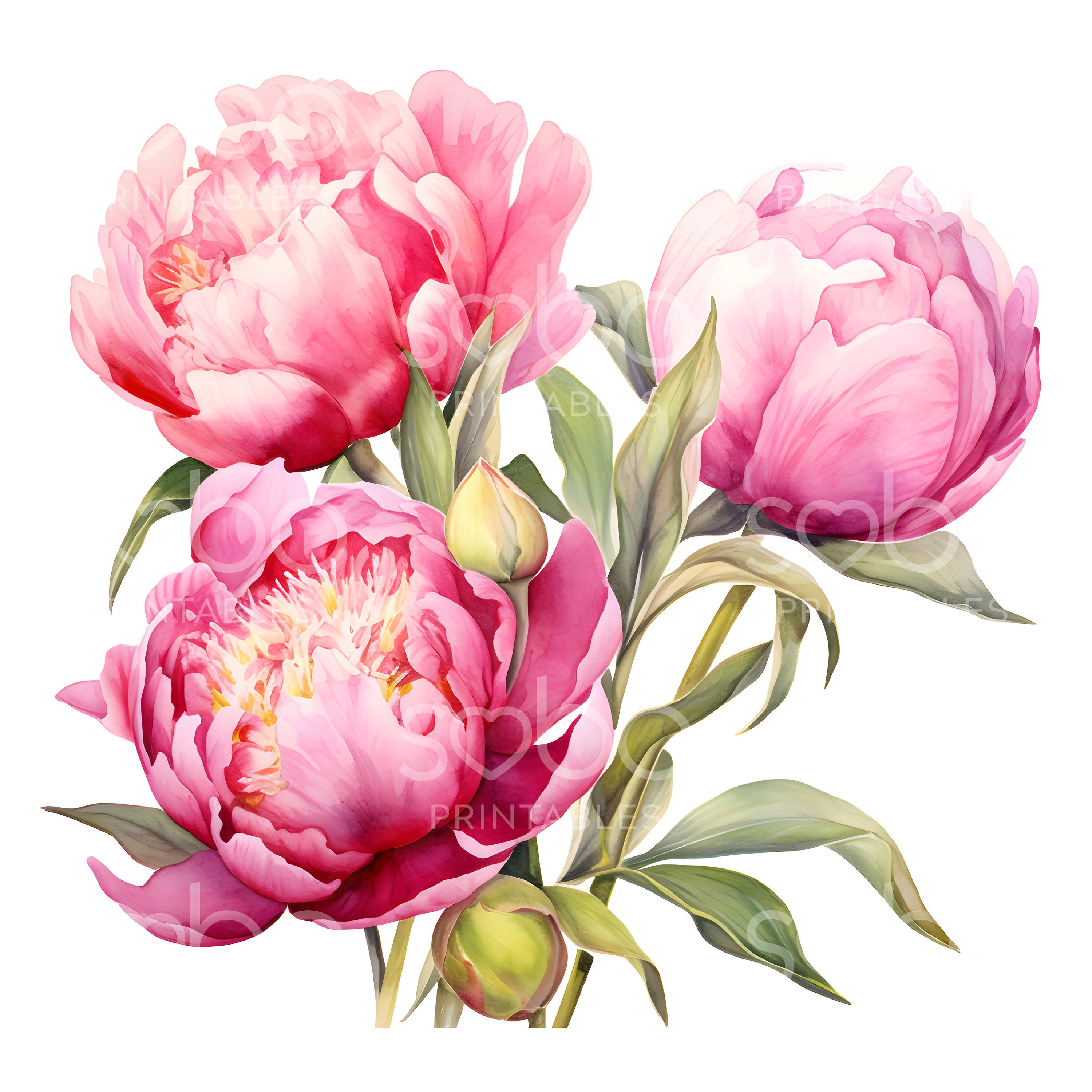 20 Peonies Bouquet Clipart, Peonies Print, High Quality Jpgs, Printable ...