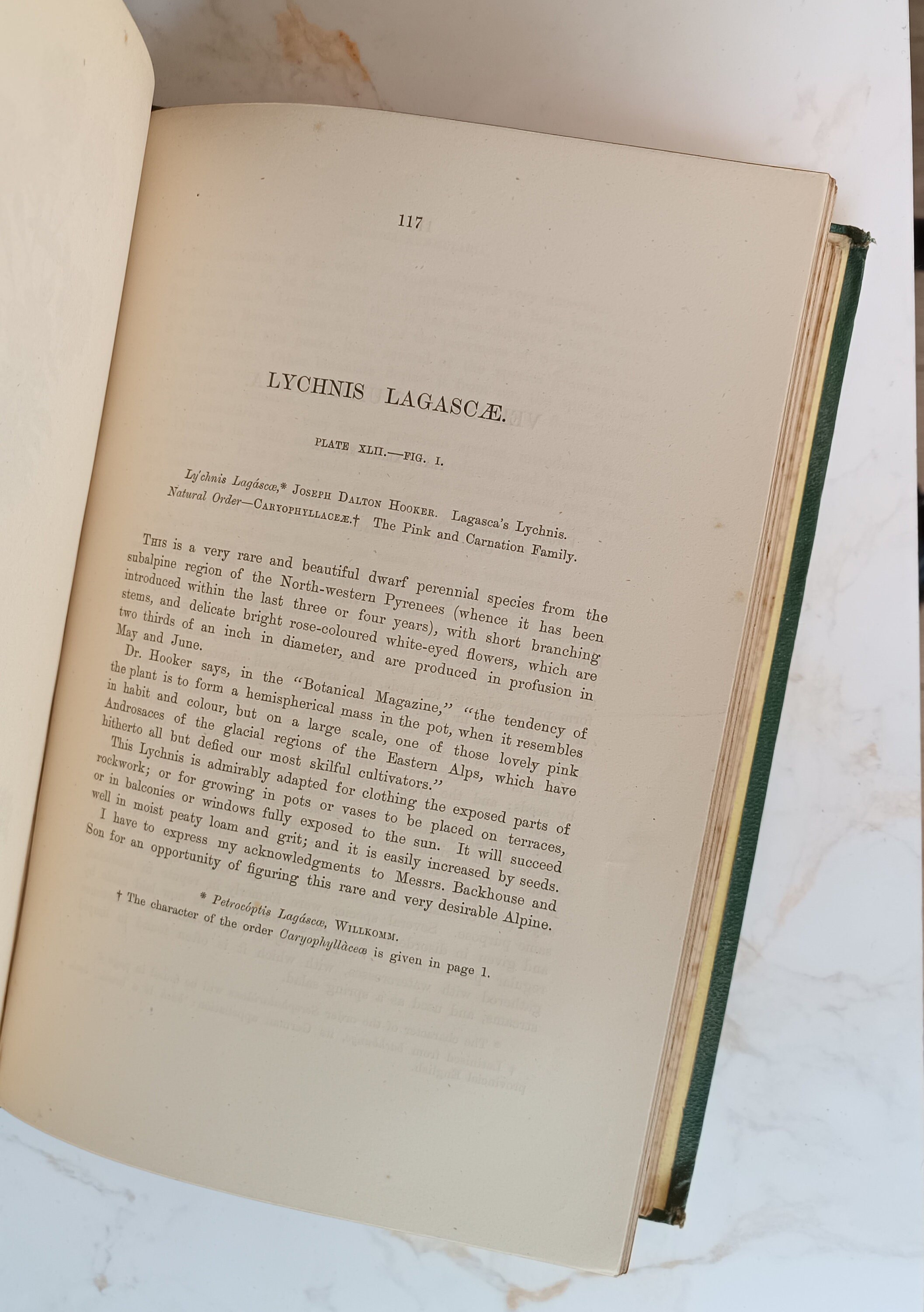 Alpine Plants, David Wooster, 1872 | Antique Book of Flowers - Etsy