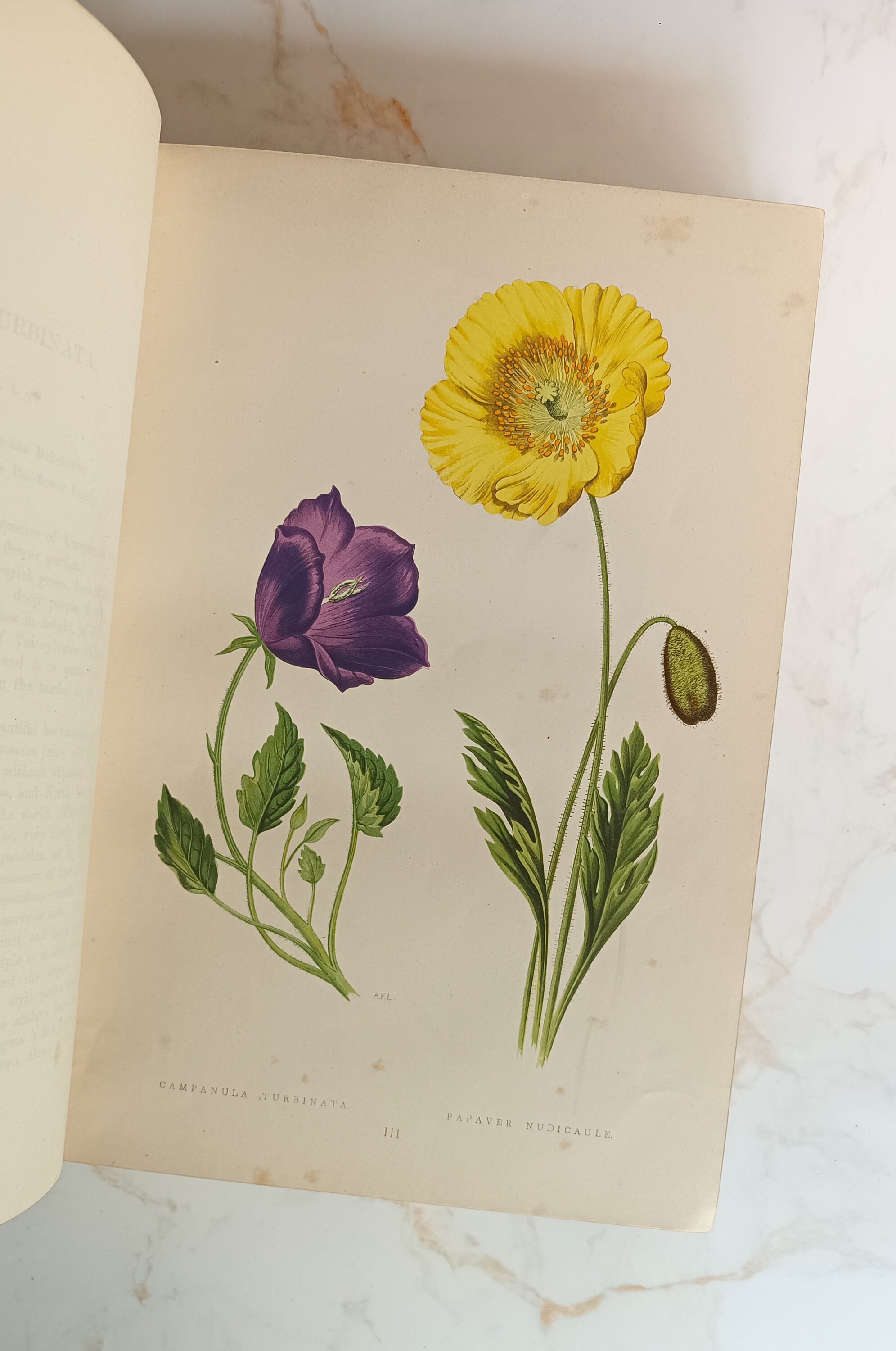 Alpine Plants, David Wooster, 1872 | Antique Book of Flowers - Etsy
