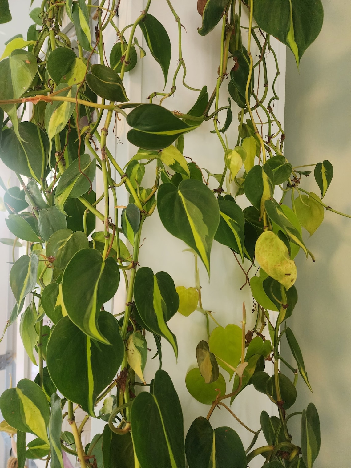 Philodendron Brasil Cutting, Philo Brasil, Philo Cutting, Plant ...