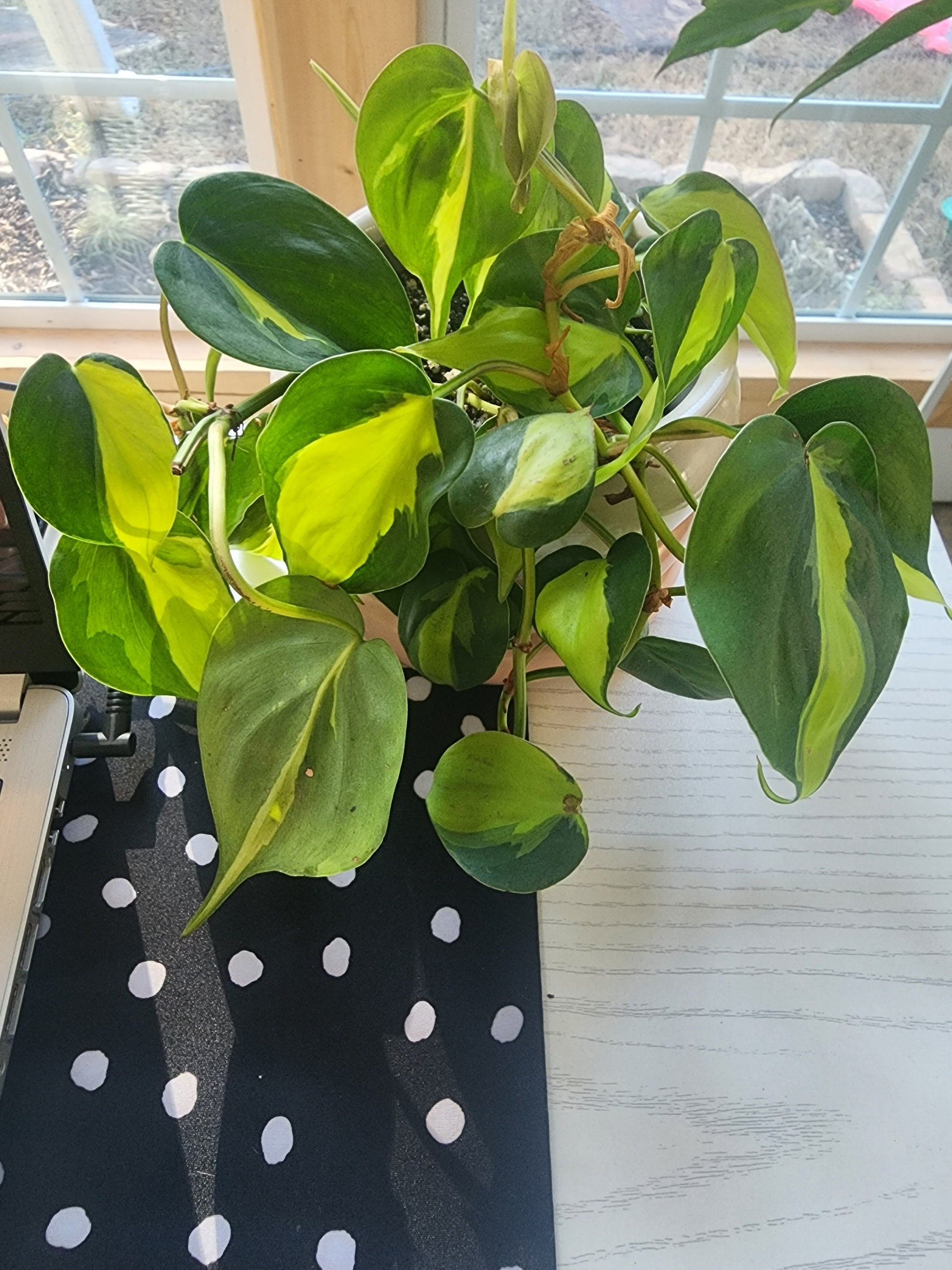 Philodendron Brasil Cutting, Philo Brasil, Philo Cutting, Plant ...