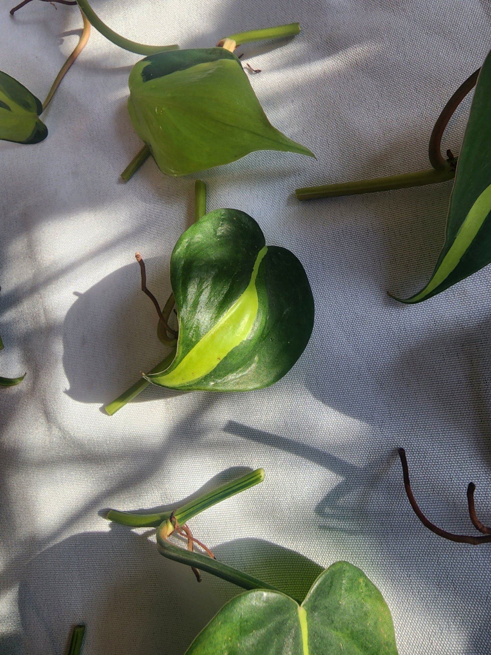 Philodendron Brasil Cutting, Philo Brasil, Philo Cutting, Plant ...