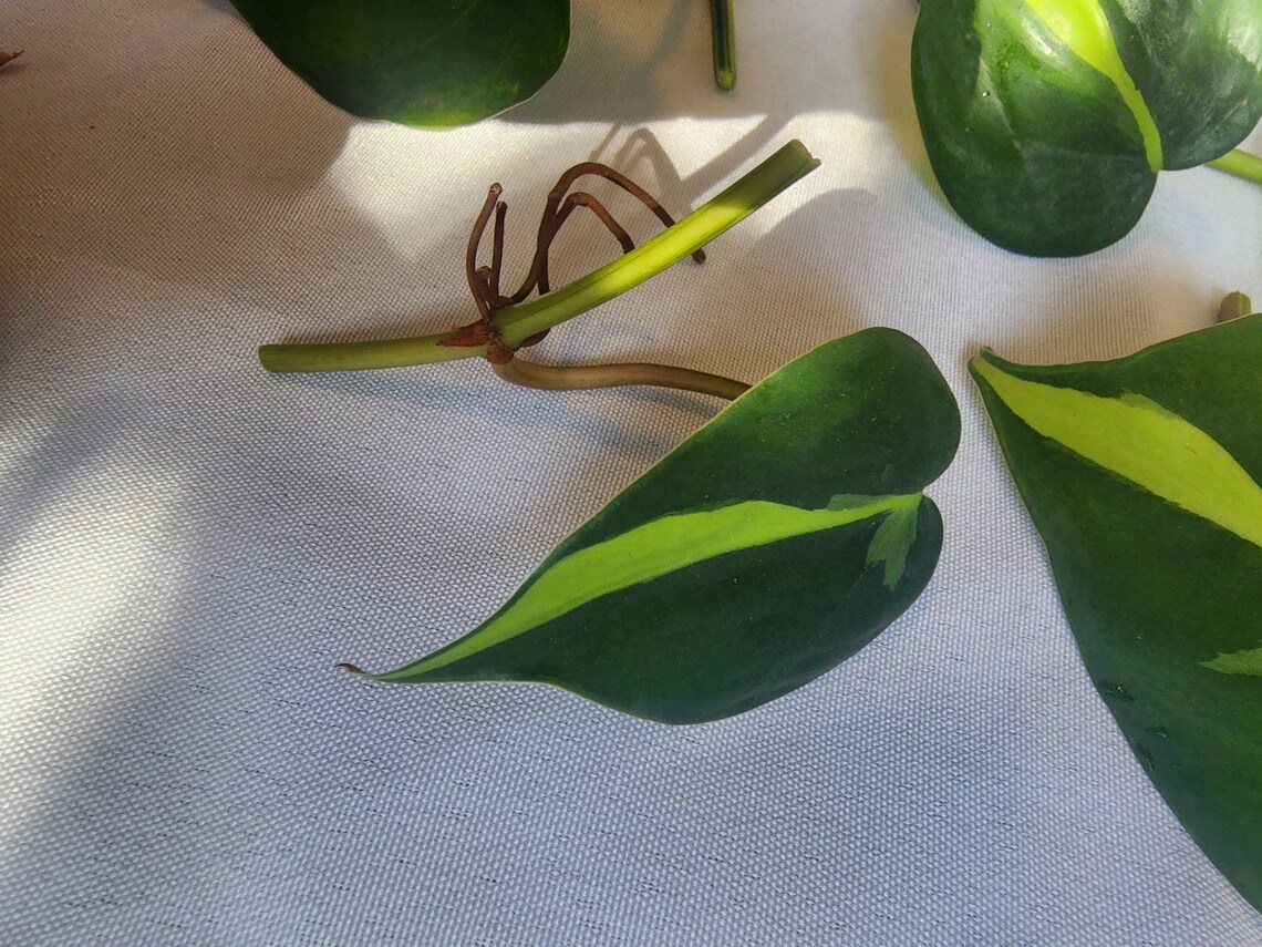 Philodendron Brasil Cutting, Philo Brasil, Philo Cutting, Plant ...