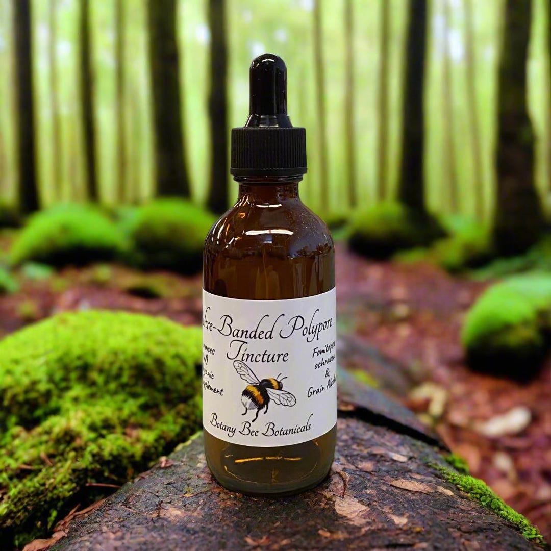 Ochre-banded Polypore Tincture, Wild Organic Fomitopsis Ochracea ...