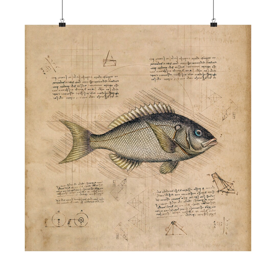 Vintage Snapper Fish Illustration 10x10 24x24 Matte Posters With ...
