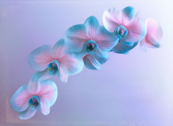 Beautiful Pink and Blue Orchid Ring Phalaenopsis - Etsy