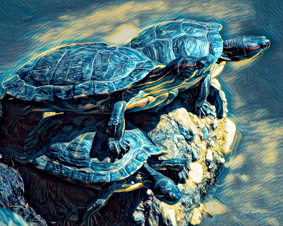 Blue Turtle Art (red-eared Slider Turtle) in the UCLA Mathias Botanical ...