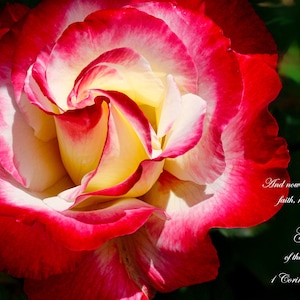 Eternal Virtues Red and Yellow Rose - the Greatest is Love 1 ...