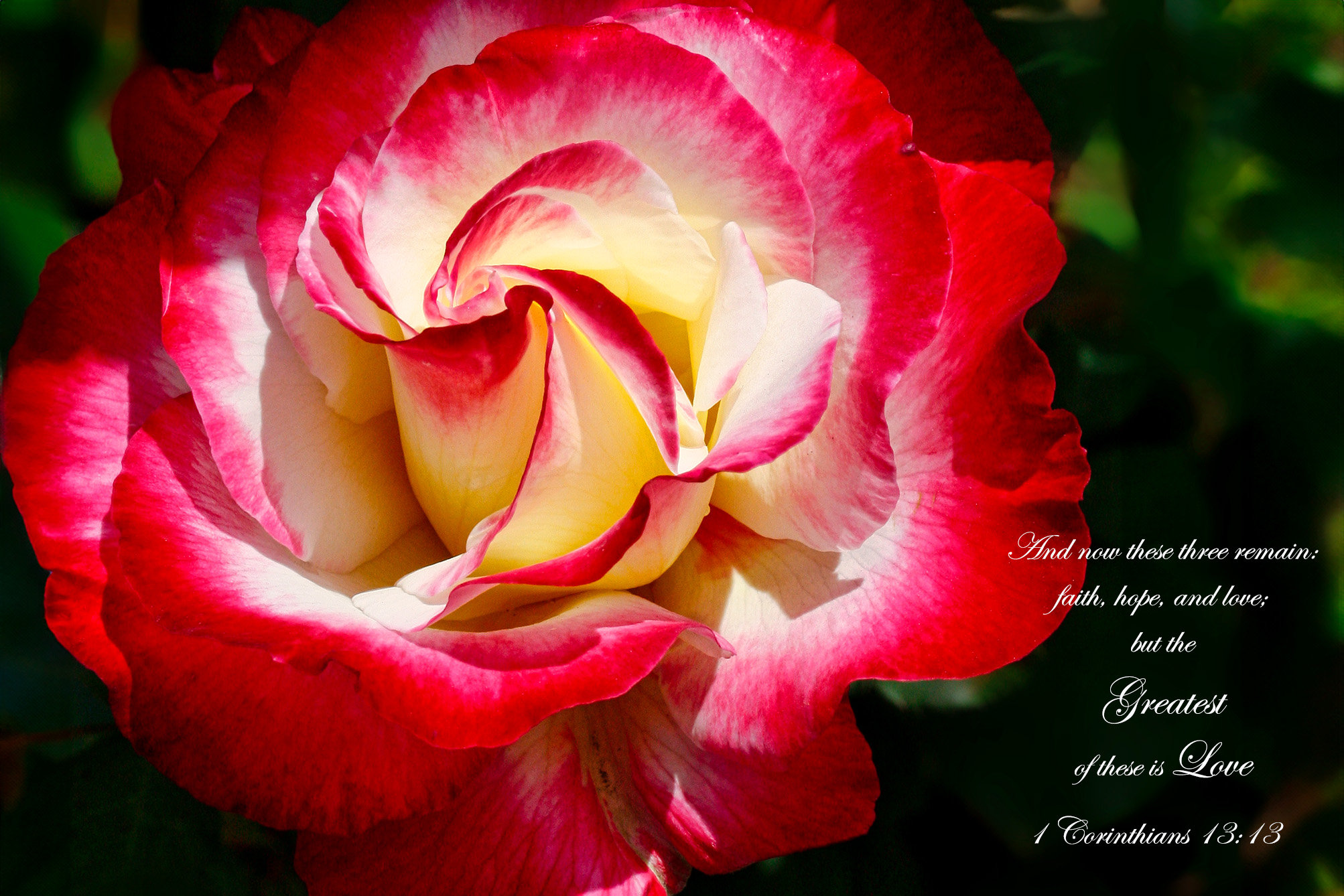 Eternal Virtues Red and Yellow Rose the Greatest is Love 1 Corinthians ...